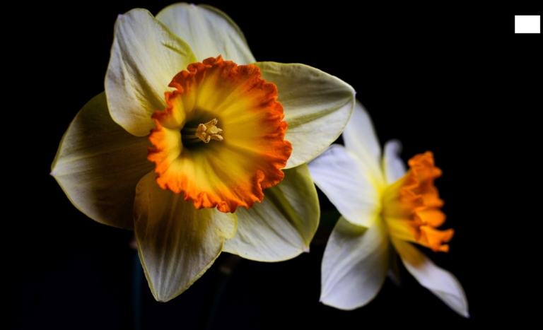 Beautiful Pictures of Daffodils - 100 High-Resolution Photos
