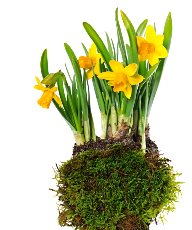 Bellissime immagini di narcisi - 100 foto ad alta risoluzione