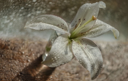 Fotos von schönen Lilien - 111 Bilder von verschiedenen Arten von Lilien