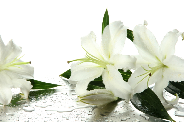 Fotografie krásných lilií - 111 obrázků různých druhů lilií