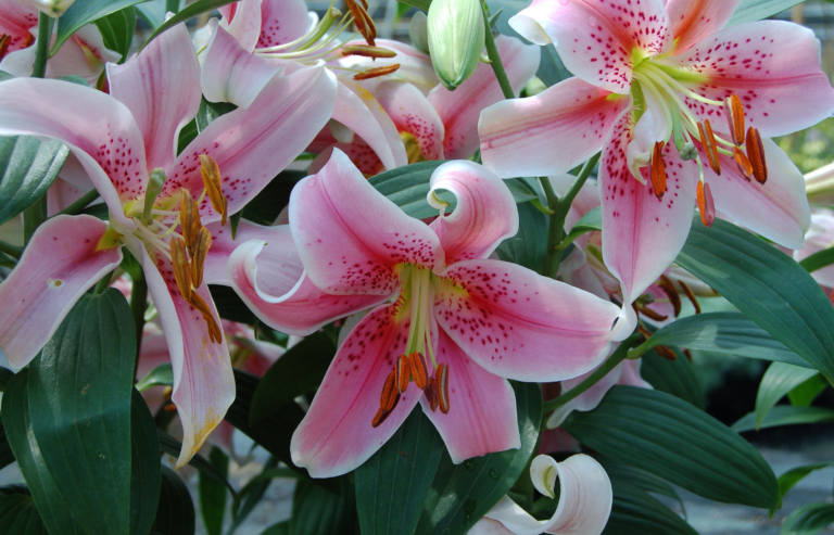 Foto di bellissimi gigli - Più di 100 immagini di diversi tipi di gigli