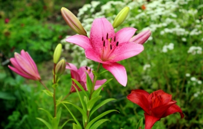 Fotos von schönen Lilien - 111 Bilder von verschiedenen Arten von Lilien