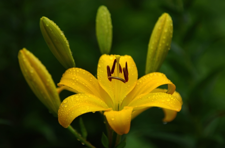 Foto di bellissimi gigli - Più di 100 immagini di diversi tipi di gigli