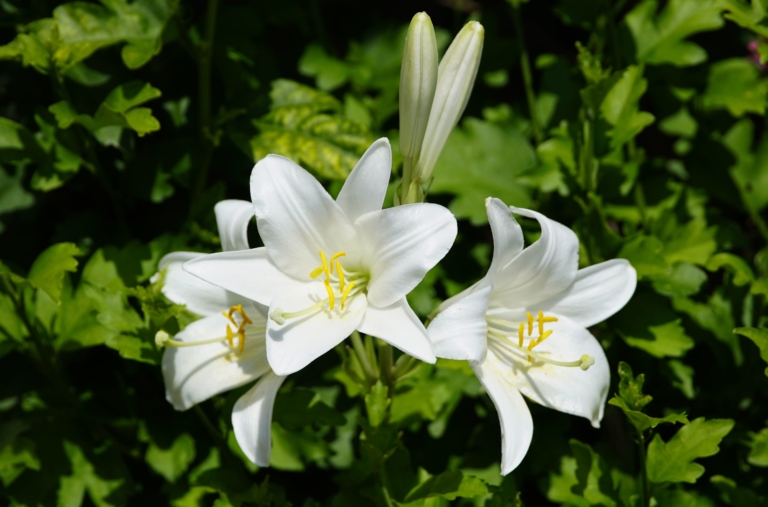 Foto di bellissimi gigli - Più di 100 immagini di diversi tipi di gigli