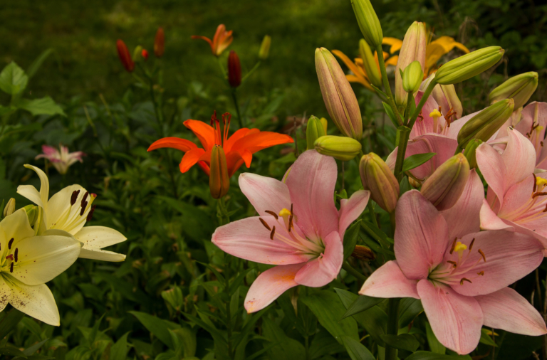 Fotos von schönen Lilien - 111 Bilder von verschiedenen Arten von Lilien