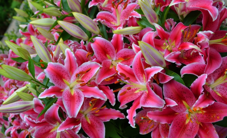 Foto di bellissimi gigli - Più di 100 immagini di diversi tipi di gigli