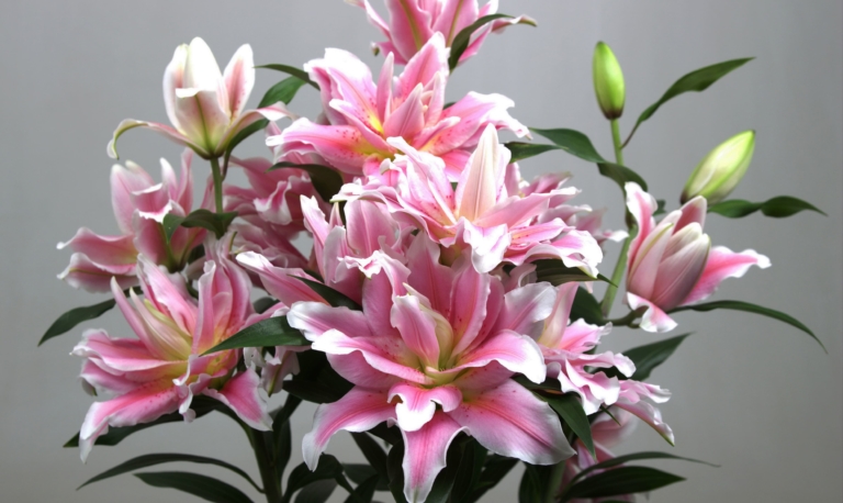 Fotos von schönen Lilien - 111 Bilder von verschiedenen Arten von Lilien
