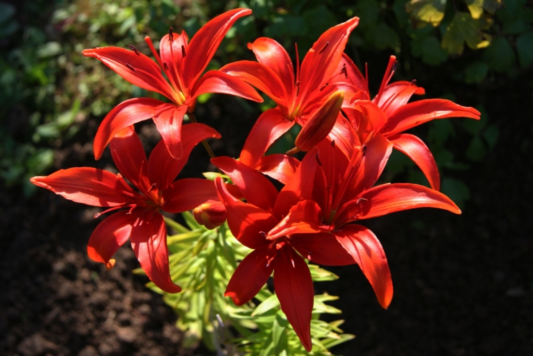 Foto di bellissimi gigli - Più di 100 immagini di diversi tipi di gigli