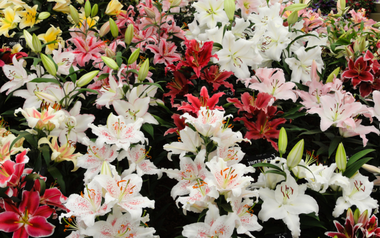 Foto di bellissimi gigli - Più di 100 immagini di diversi tipi di gigli