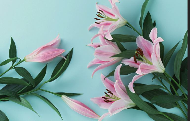 Fotos von schönen Lilien - 111 Bilder von verschiedenen Arten von Lilien