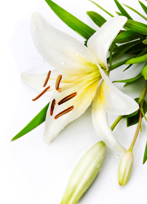 Foto di bellissimi gigli - Più di 100 immagini di diversi tipi di gigli