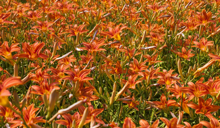 Photos de beaux lis - Plus de 100 images de différents types de lis