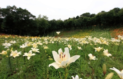 Fotos von schönen Lilien - 111 Bilder von verschiedenen Arten von Lilien
