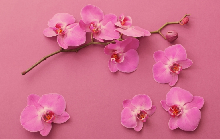 Foto di bellissime orchidee - 100 immagini ad alta risoluzione