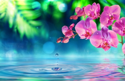 Photos of Beautiful Orchids - 100 High Resolution Images