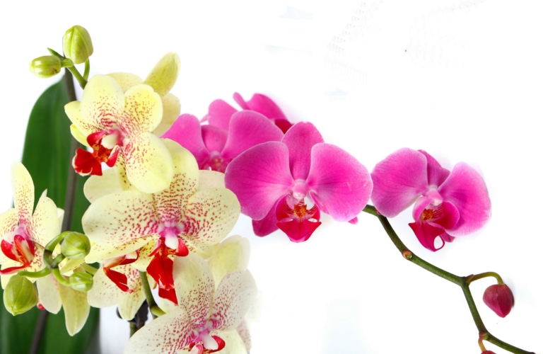 Photos of Beautiful Orchids - 100 High Resolution Images