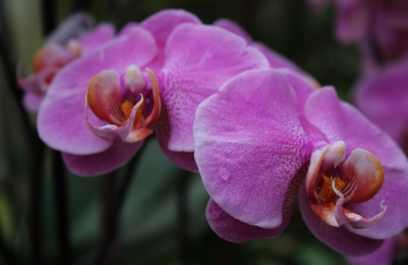 Photos of Beautiful Orchids - 100 High Resolution Images