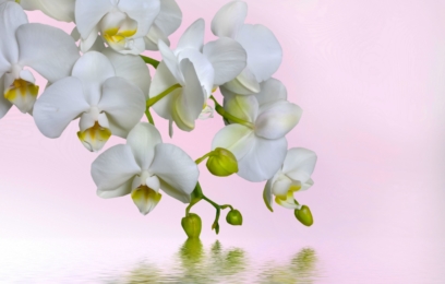 Photos of Beautiful Orchids - 100 High Resolution Images