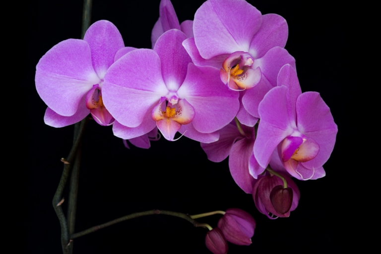 Foto di bellissime orchidee - 100 immagini ad alta risoluzione