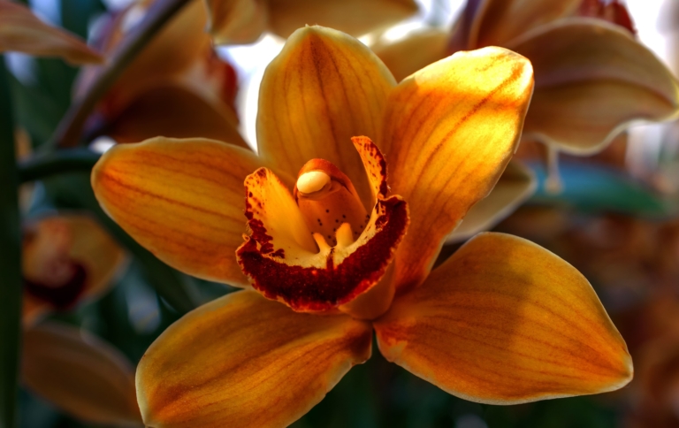 Photos of Beautiful Orchids - 100 High Resolution Images