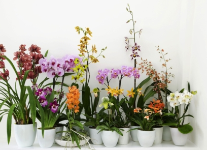 Foto di bellissime orchidee - 100 immagini ad alta risoluzione