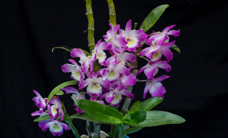 Photos of Beautiful Orchids - 100 High Resolution Images