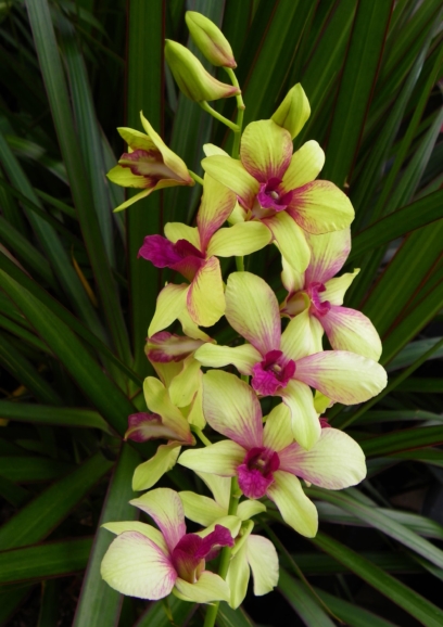 Photos of Beautiful Orchids - 100 High Resolution Images