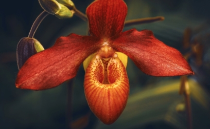 Photos of Beautiful Orchids - 100 High Resolution Images