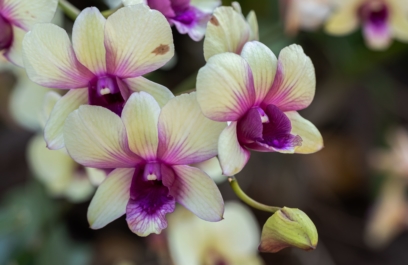 Foto di bellissime orchidee - 100 immagini ad alta risoluzione