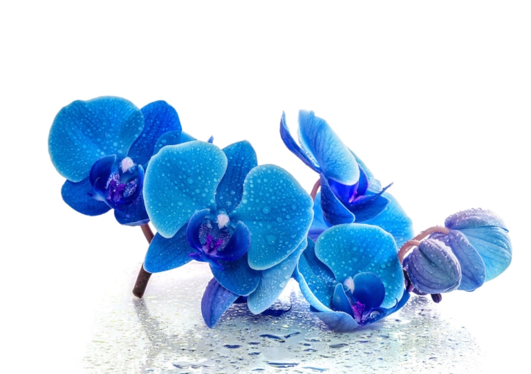 Photos of Beautiful Orchids - 100 High Resolution Images