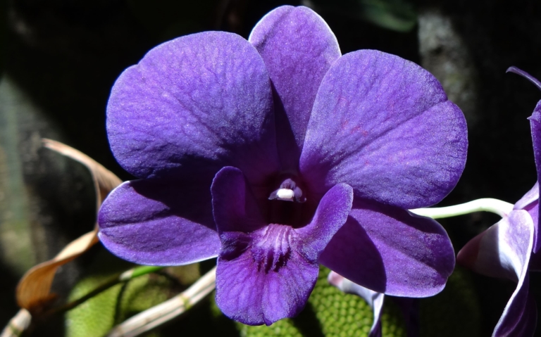 Foto di bellissime orchidee - 100 immagini ad alta risoluzione