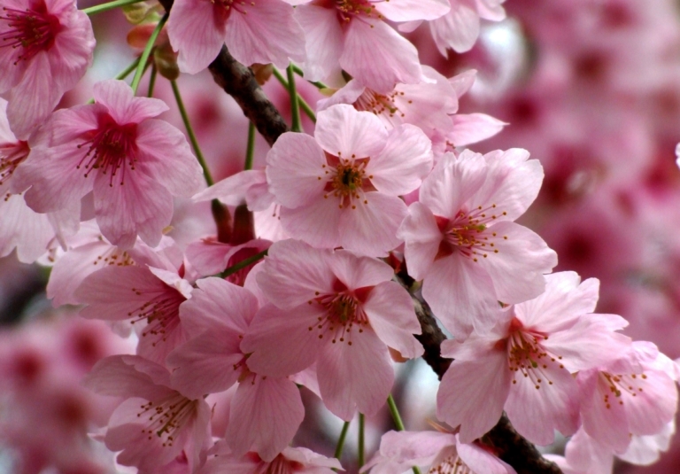 Fotos de flor de sakura - 100 hermosas imágenes gratis