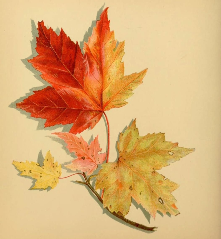 Imágenes y dibujos de otoño - 150 ideas para dibujar