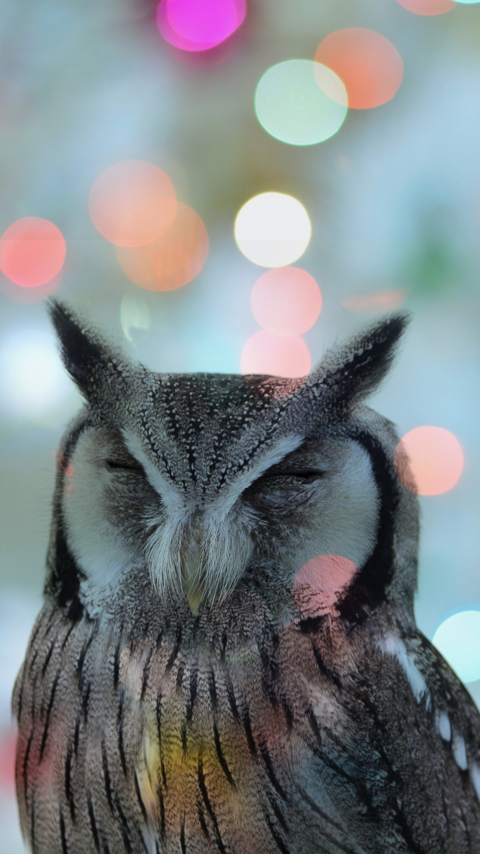 Fondos de pantalla celular de buho - 70 bonitos búhos para tu teléfono