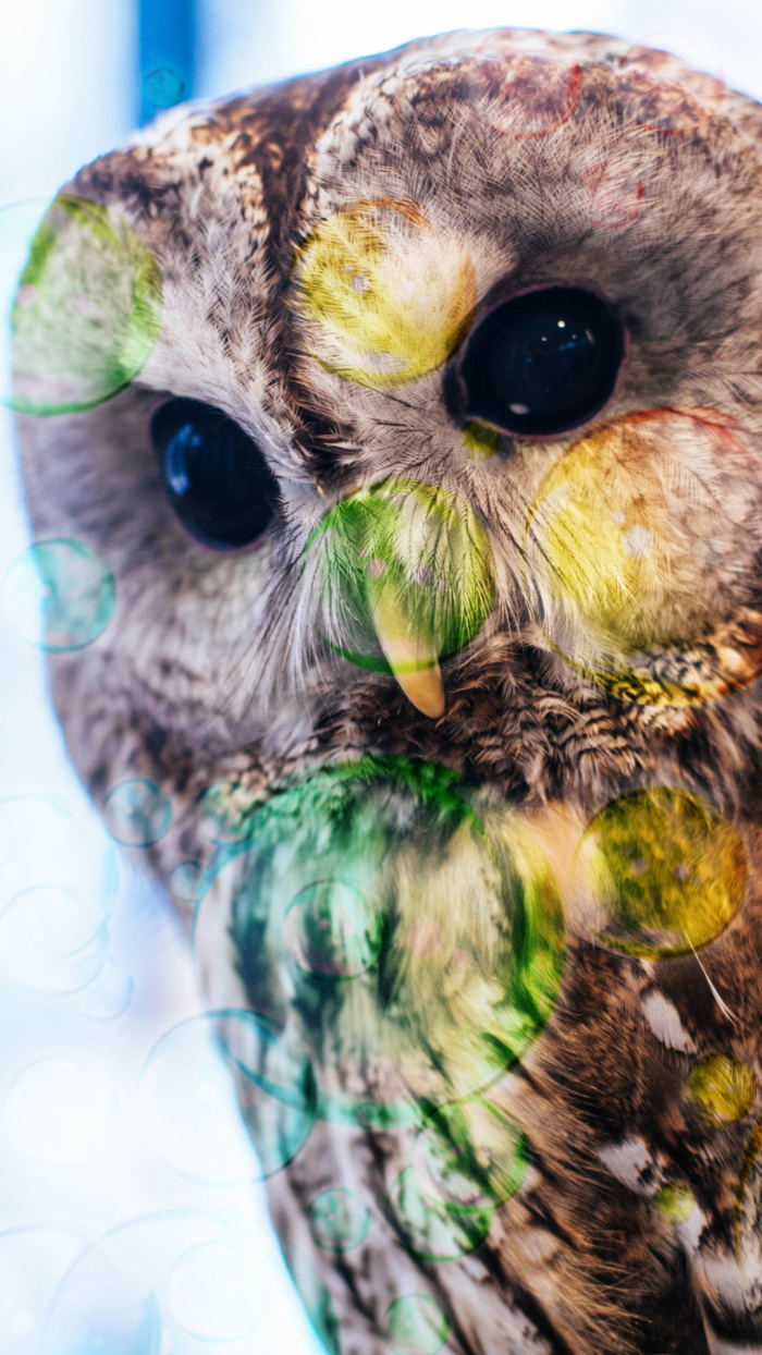 Fondos de pantalla celular de buho - 70 bonitos búhos para tu teléfono