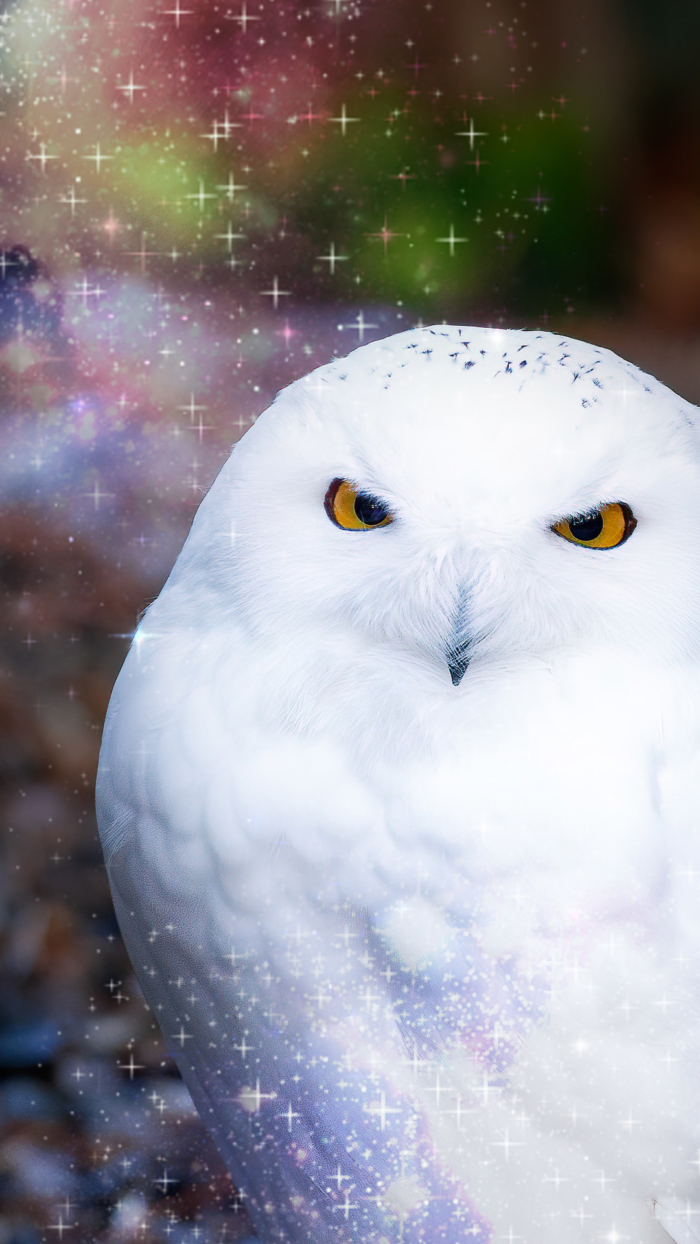 Fondos de pantalla celular de buho - 70 bonitos búhos para tu teléfono