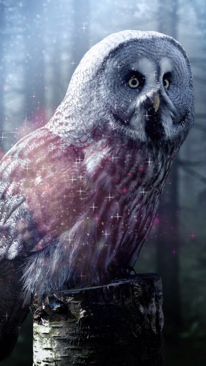 Fondos de pantalla celular de buho - 70 bonitos búhos para tu teléfono