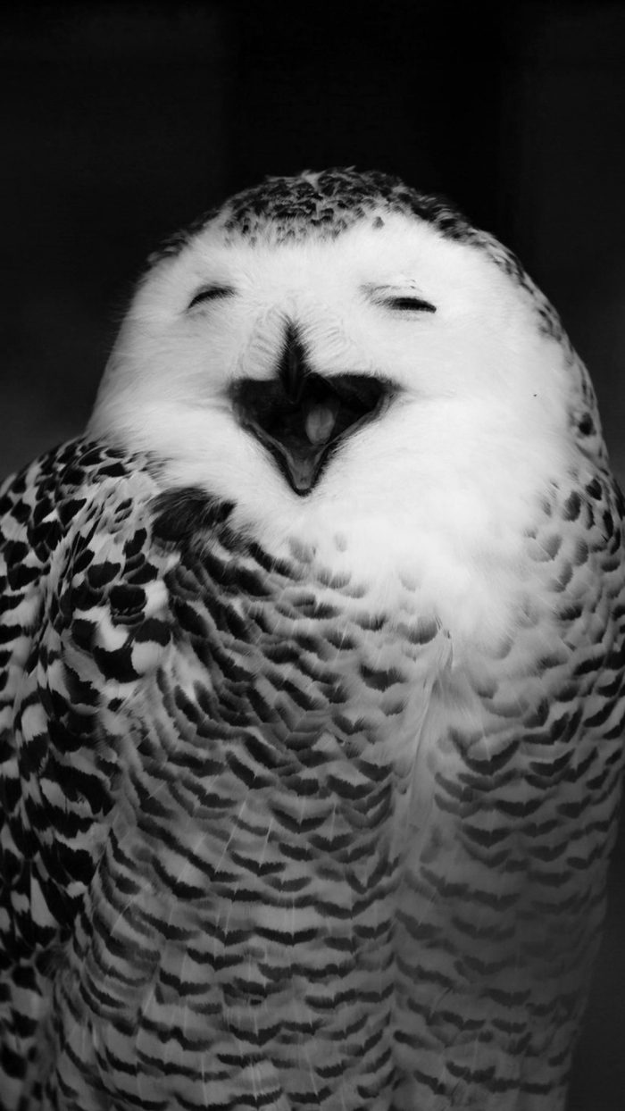 Fondos de pantalla celular de buho - 70 bonitos búhos para tu teléfono