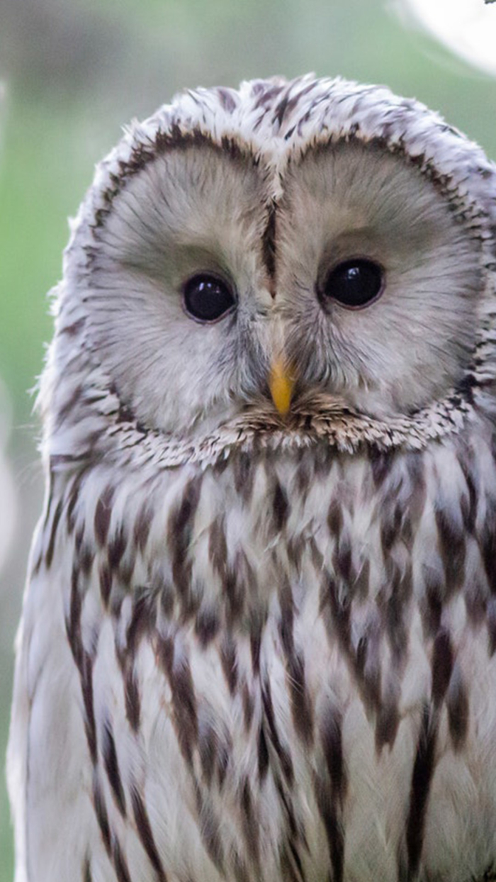 Fondos de pantalla celular de buho - 70 bonitos búhos para tu teléfono