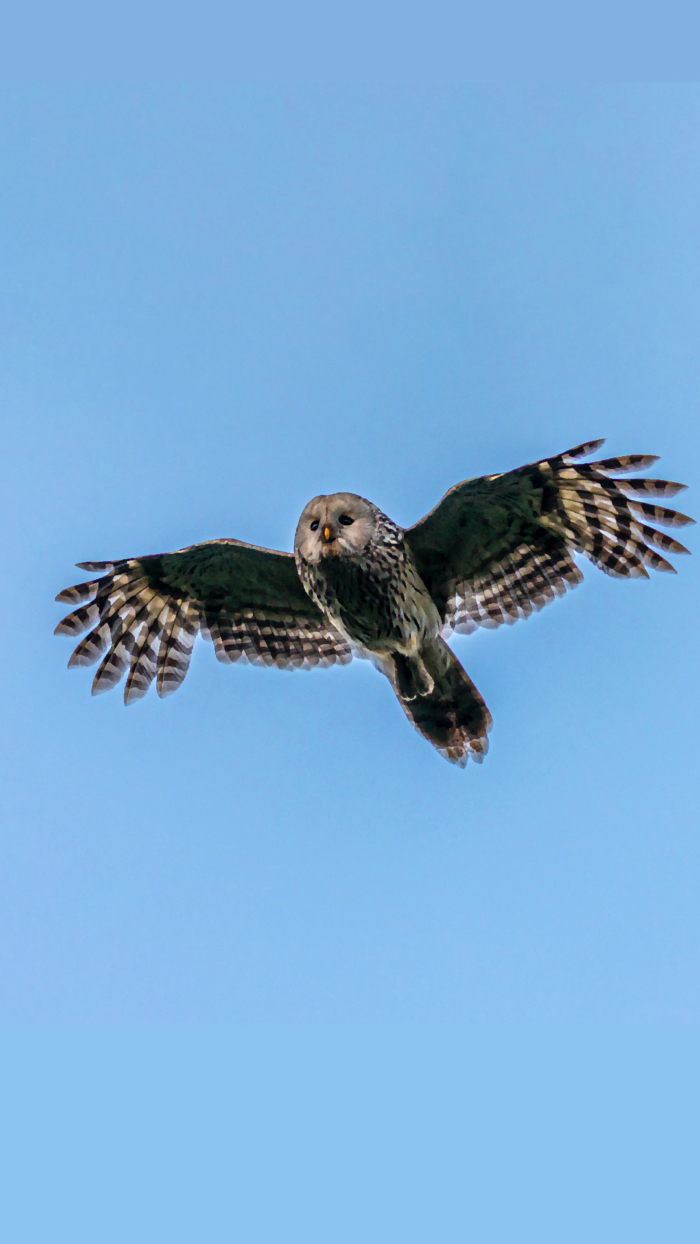 Fondos de pantalla celular de buho - 70 bonitos búhos para tu teléfono