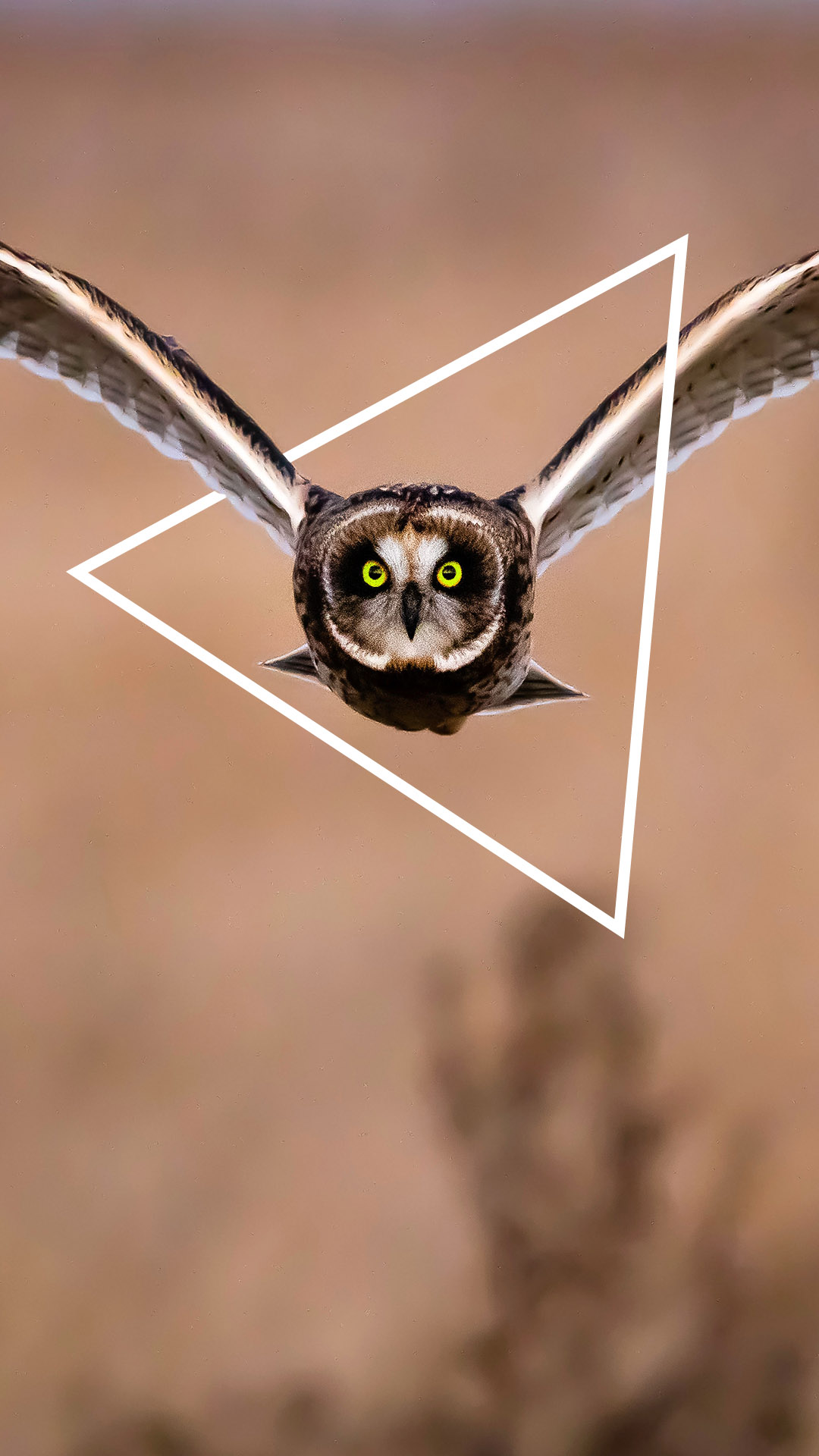 Fondos de pantalla celular de buho - 70 bonitos búhos para tu teléfono