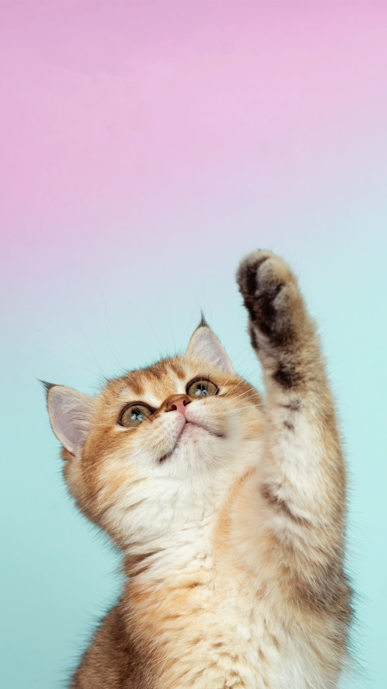 Cat Mobile Phone Wallpapers