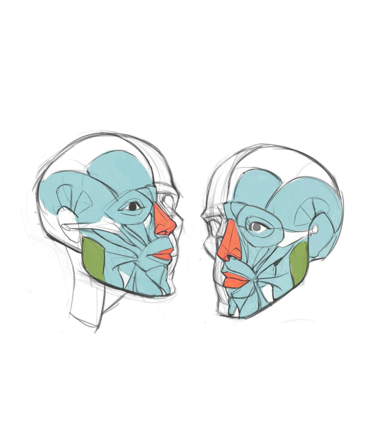 Dibujos Del Cuerpo Humano Para Dibujar