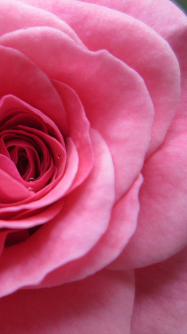 Pink Phone Wallpapers - 100 Pink Smartphone Backgrounds