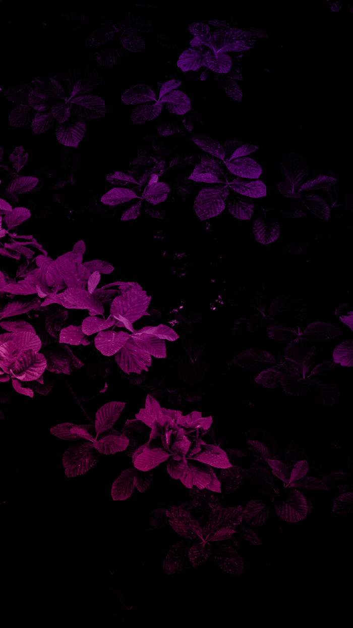 Pink Phone Wallpapers - 100 Pink Smartphone Backgrounds