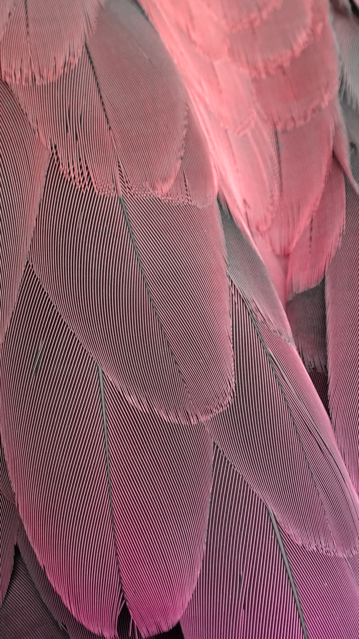 Pink Phone Wallpapers - 100 Pink Smartphone Backgrounds