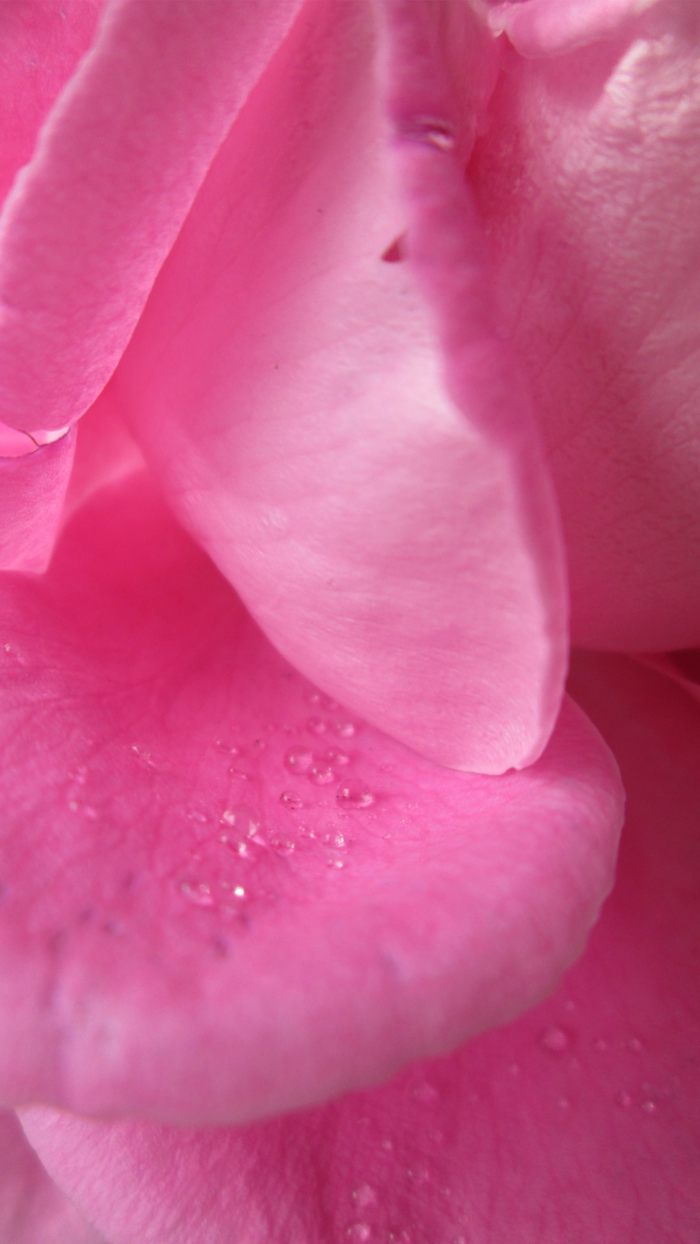Pink Phone Wallpapers - 100 Pink Smartphone Backgrounds