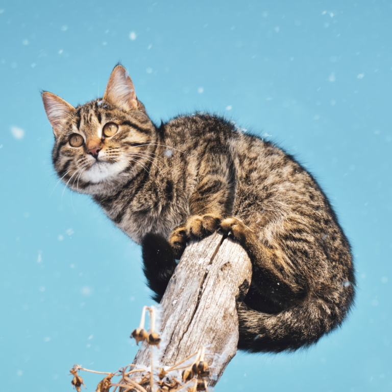 Winter Profile Pictures - 200 Beautiful Avatars For Free