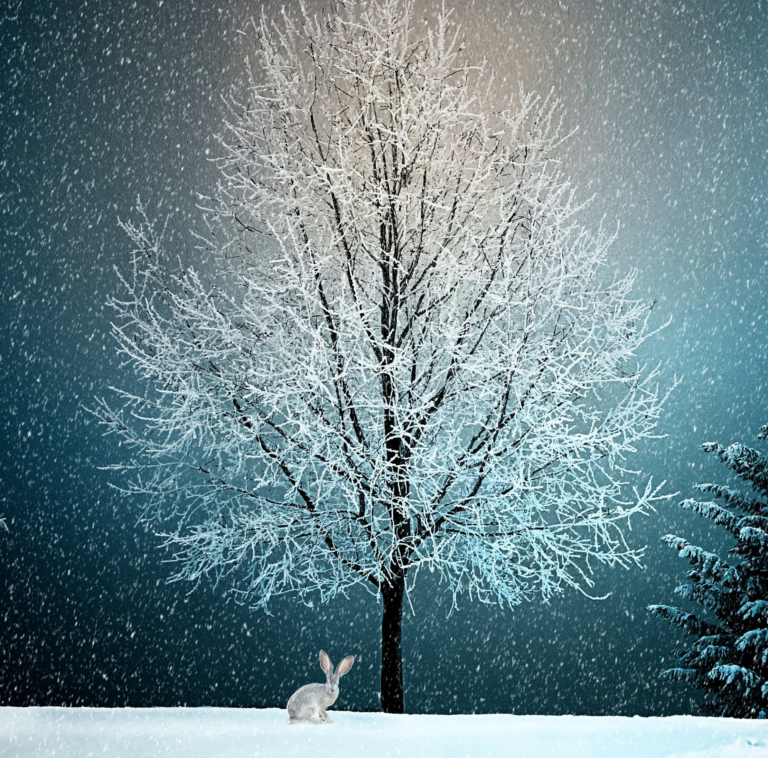 Winter Profile Pictures - 200 Beautiful Avatars For Free