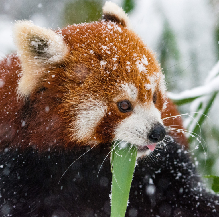 Winter Profile Pictures - 200 Beautiful Avatars For Free